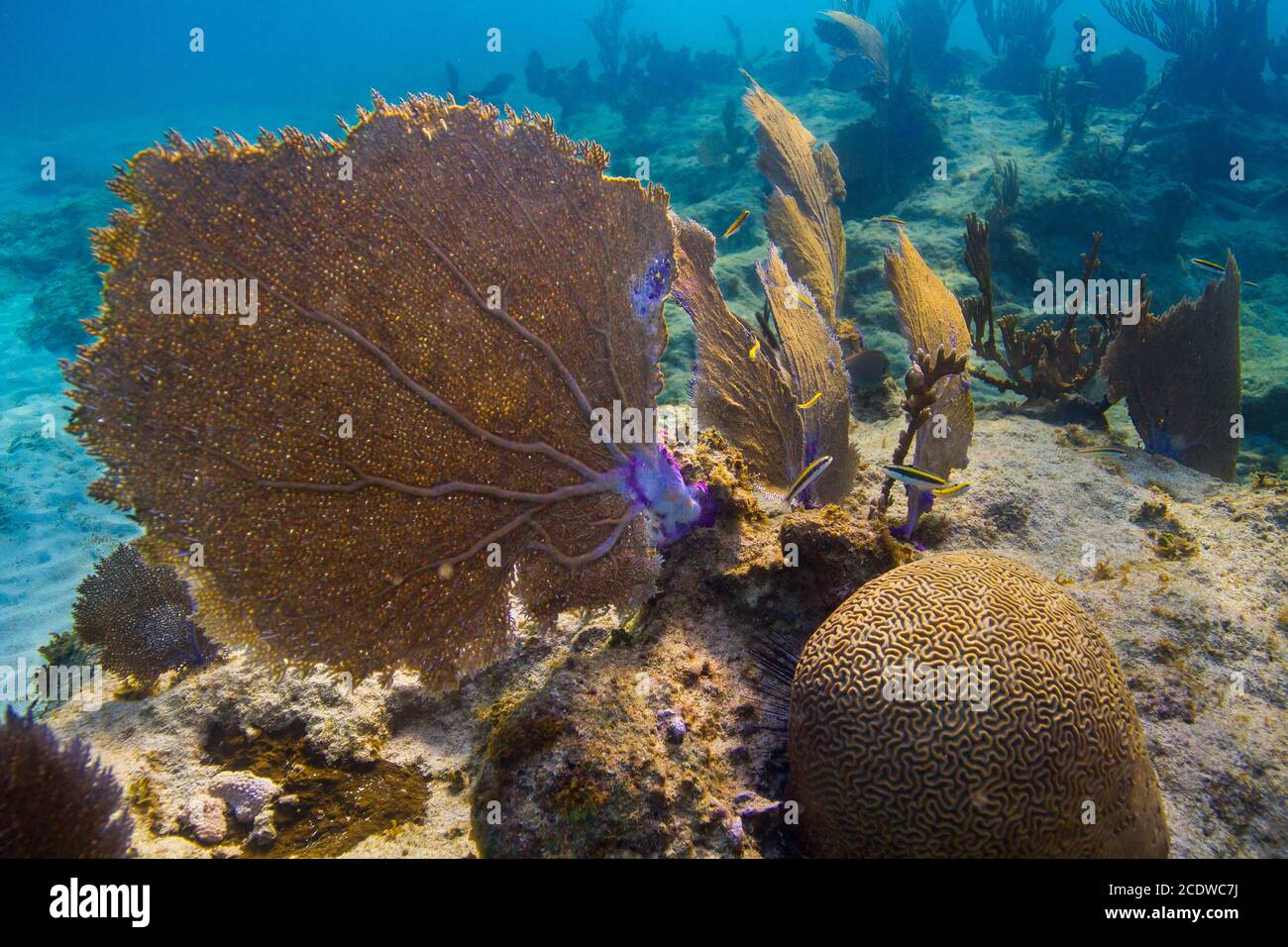 Coral fan hi-res stock photography and images - Alamy