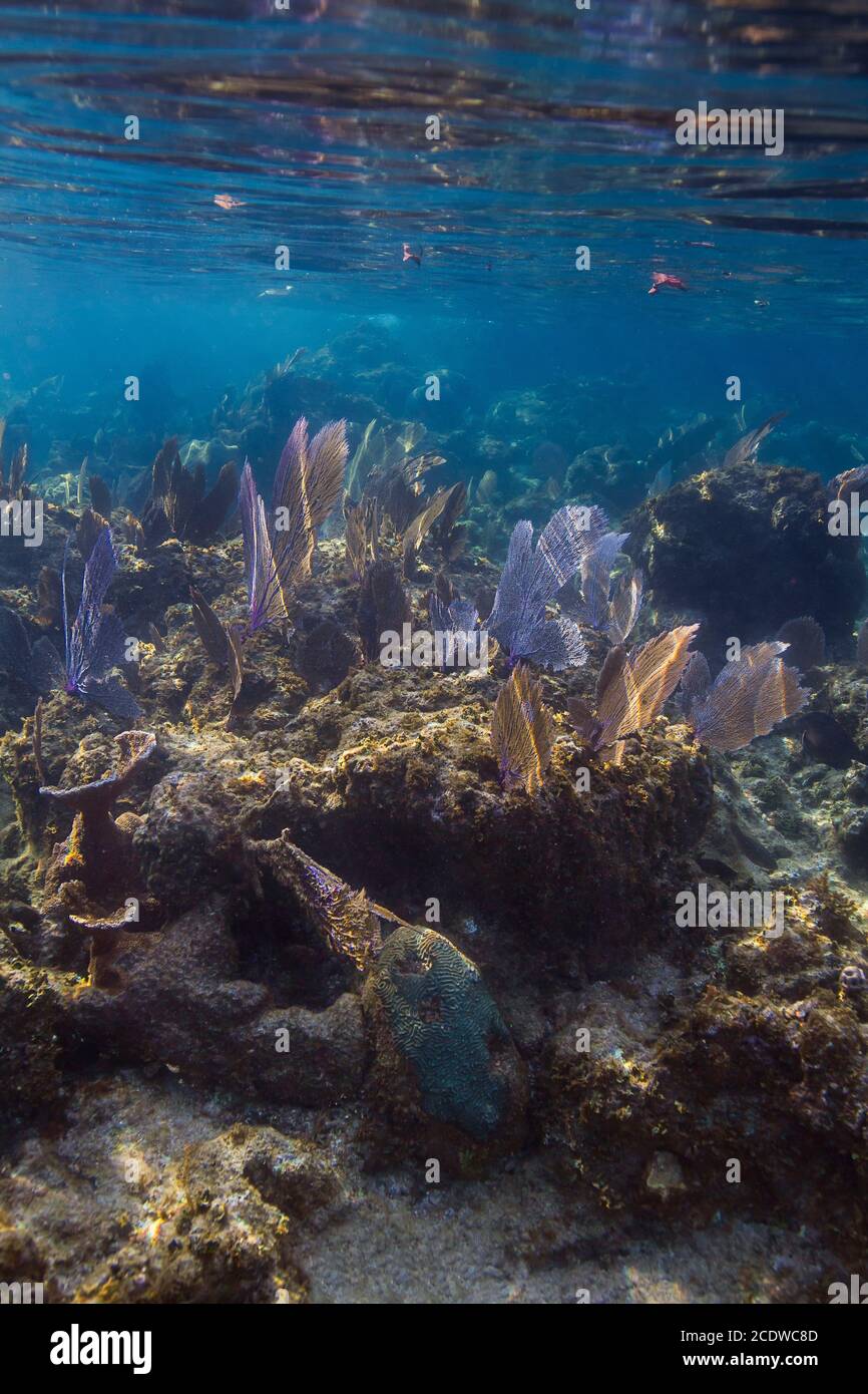 Shallow saltwater hi-res stock photography and images - Alamy