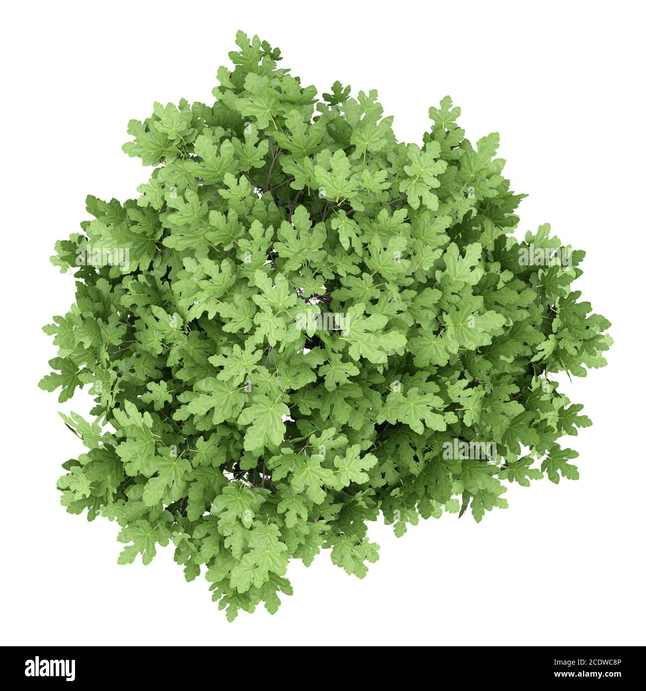 common fig tree isolated on white background. top view Stock Photo - Alamy