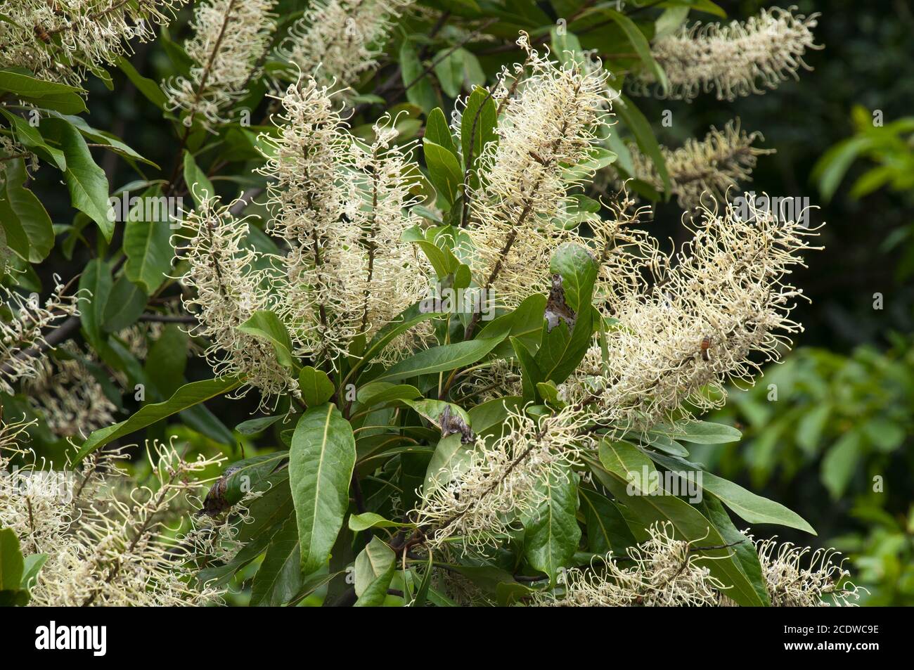 Australian native moss hi-res stock photography and images - Alamy
