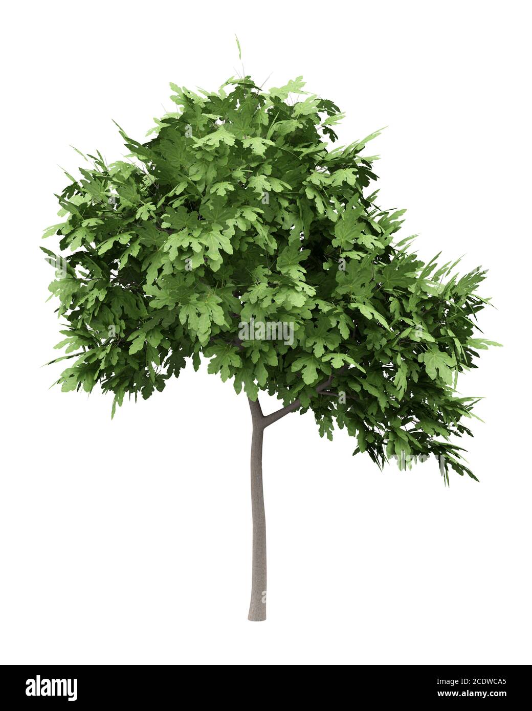 common fig tree isolated on white background Stock Photo - Alamy