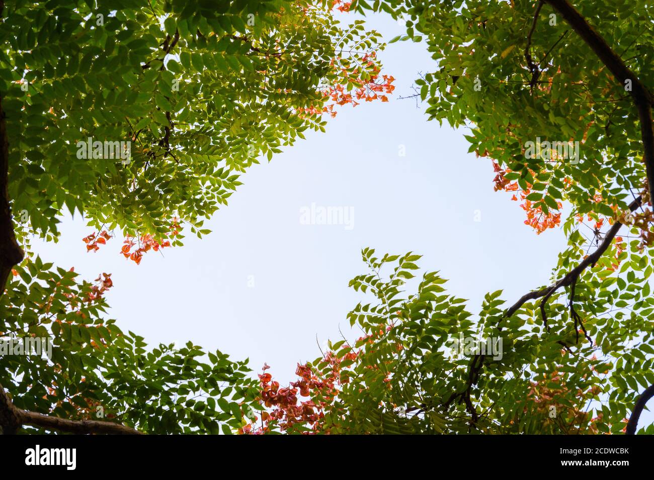 Top view with tree branch and blue sky Stock Photo - Alamy