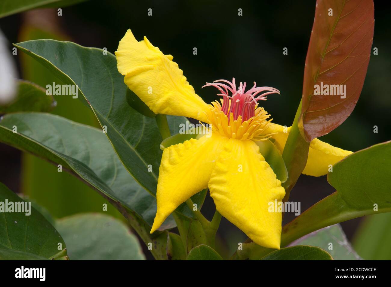 Sydney Australia, yellow flower with pink spiky centre of the golden ...