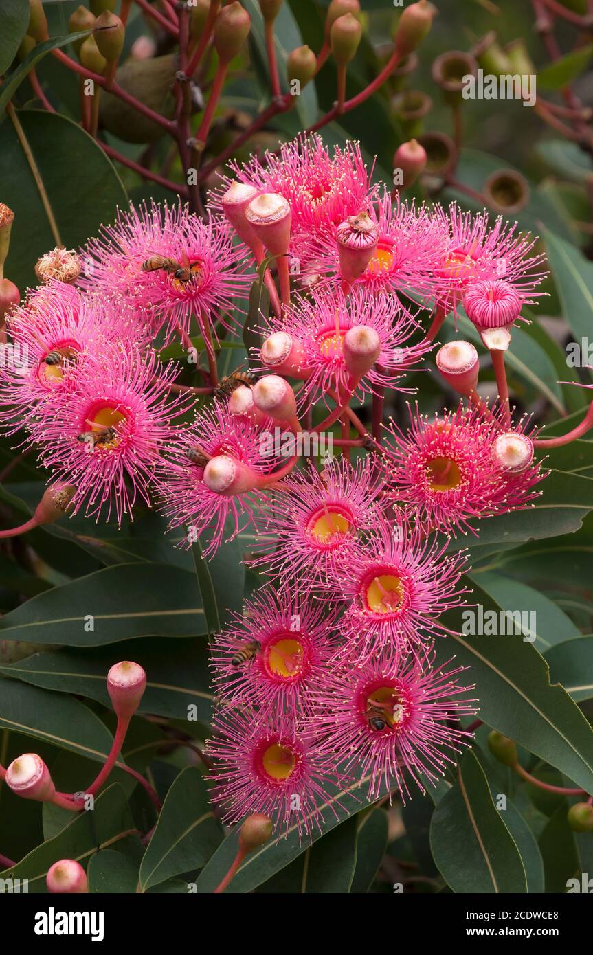 Sydney Australia, branch of pink flowers of an Australian native ...