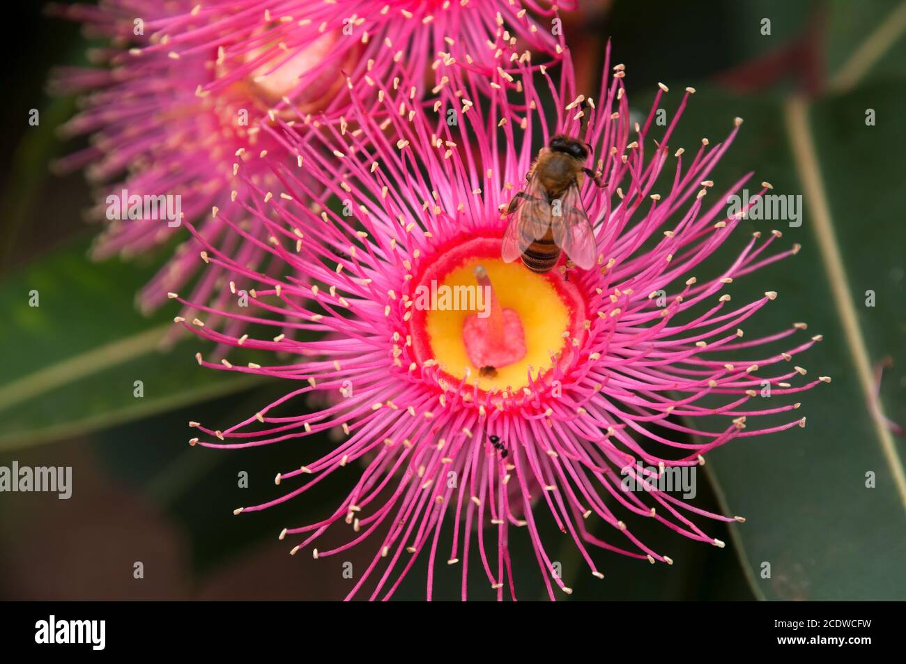 Sydney Australia, bee on pink flower of an Australian native flowering ...