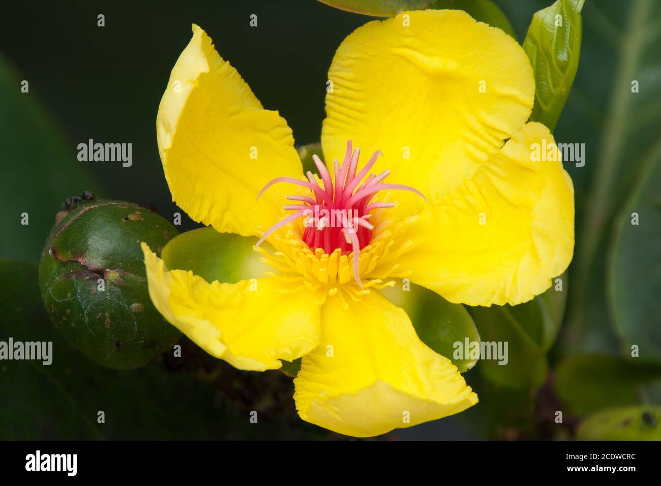 Sydney Australia, yellow flower with pink spiky centre of the golden ...