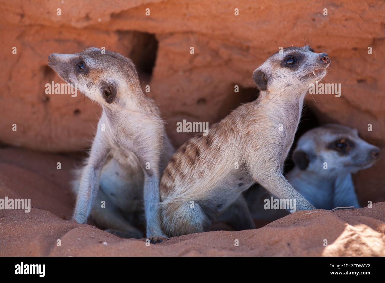Meerkat hiding hi-res stock photography and images - Alamy