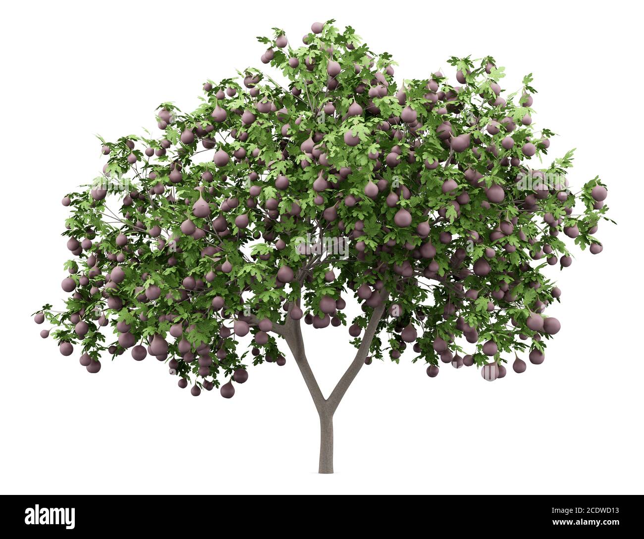 common fig tree with figs isolated on white background Stock Photo - Alamy