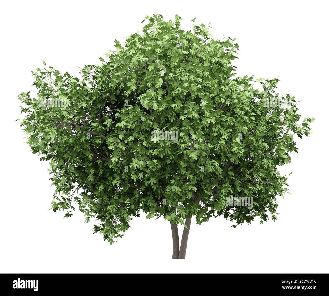 common fig tree isolated on white background Stock Photo - Alamy