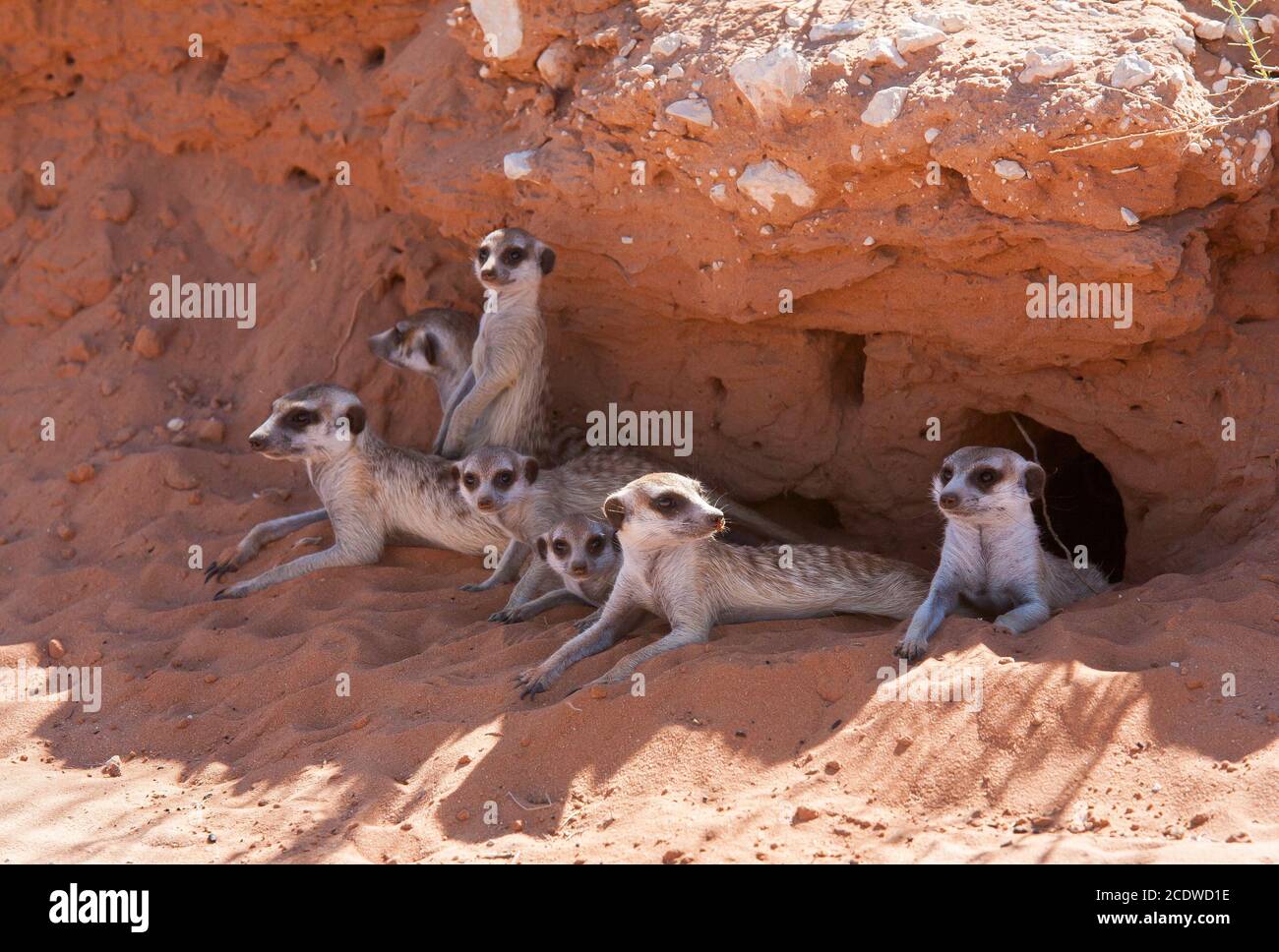 Meerkat hiding hi-res stock photography and images - Alamy