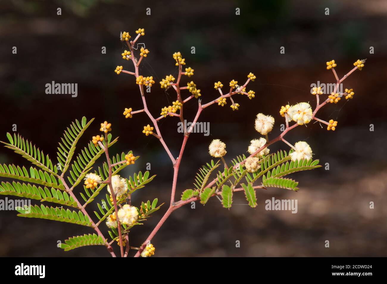 Sydney Australia, pale yellow flowers of Acacia terminalis known as ...