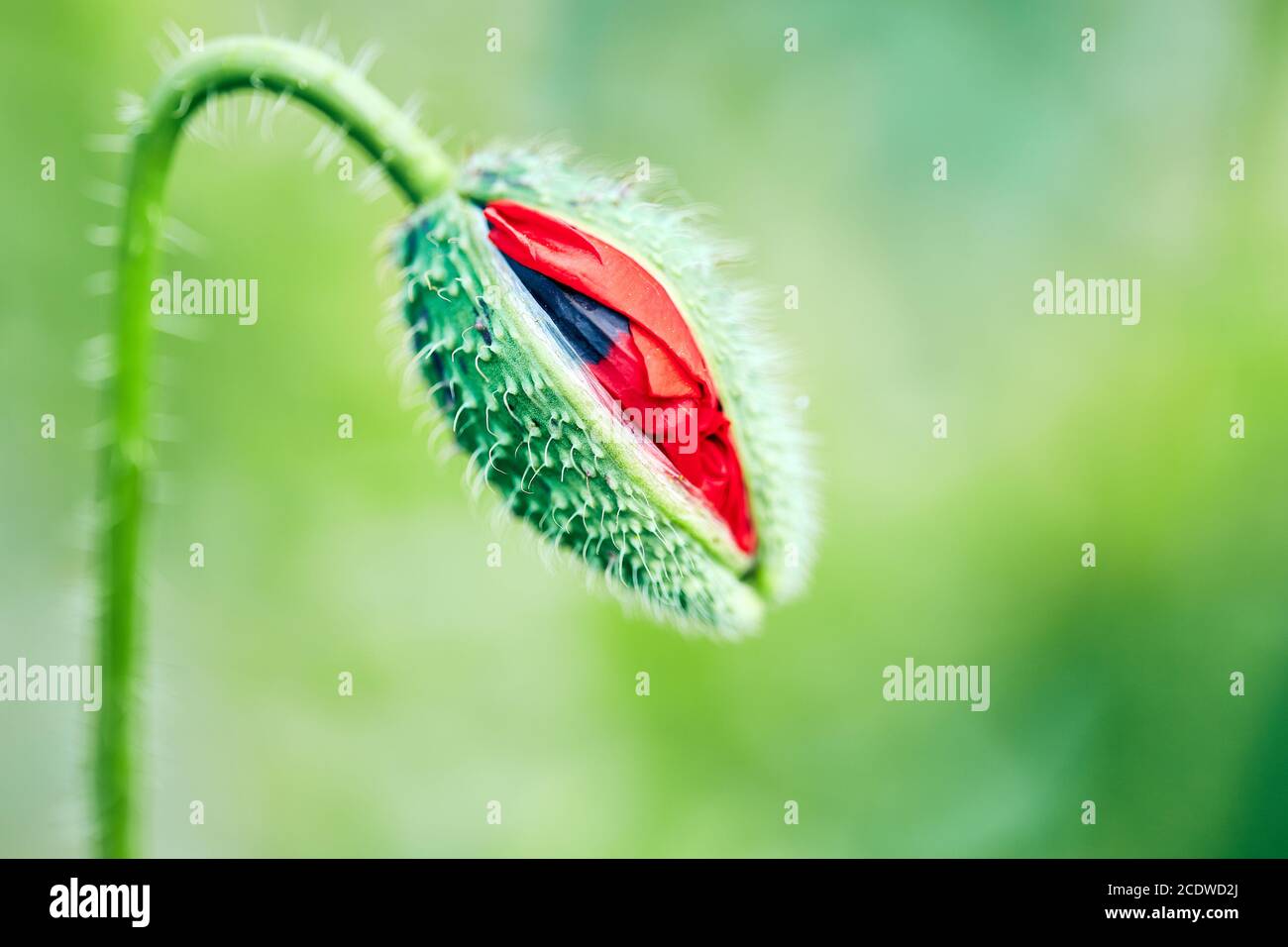 Poppy blossom when opening Stock Photo - Alamy