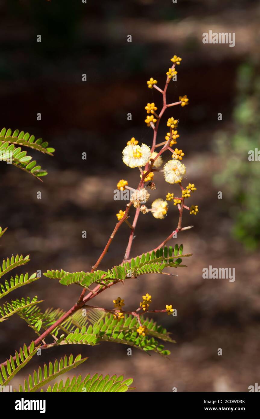 Sydney Australia, pale yellow flowers of Acacia terminalis known as ...