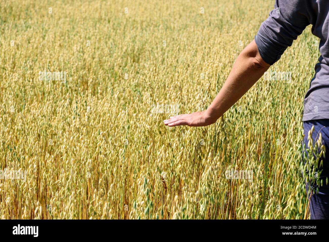 Hand of farmer touches ears of rye oats. Green ears with seeds of ...