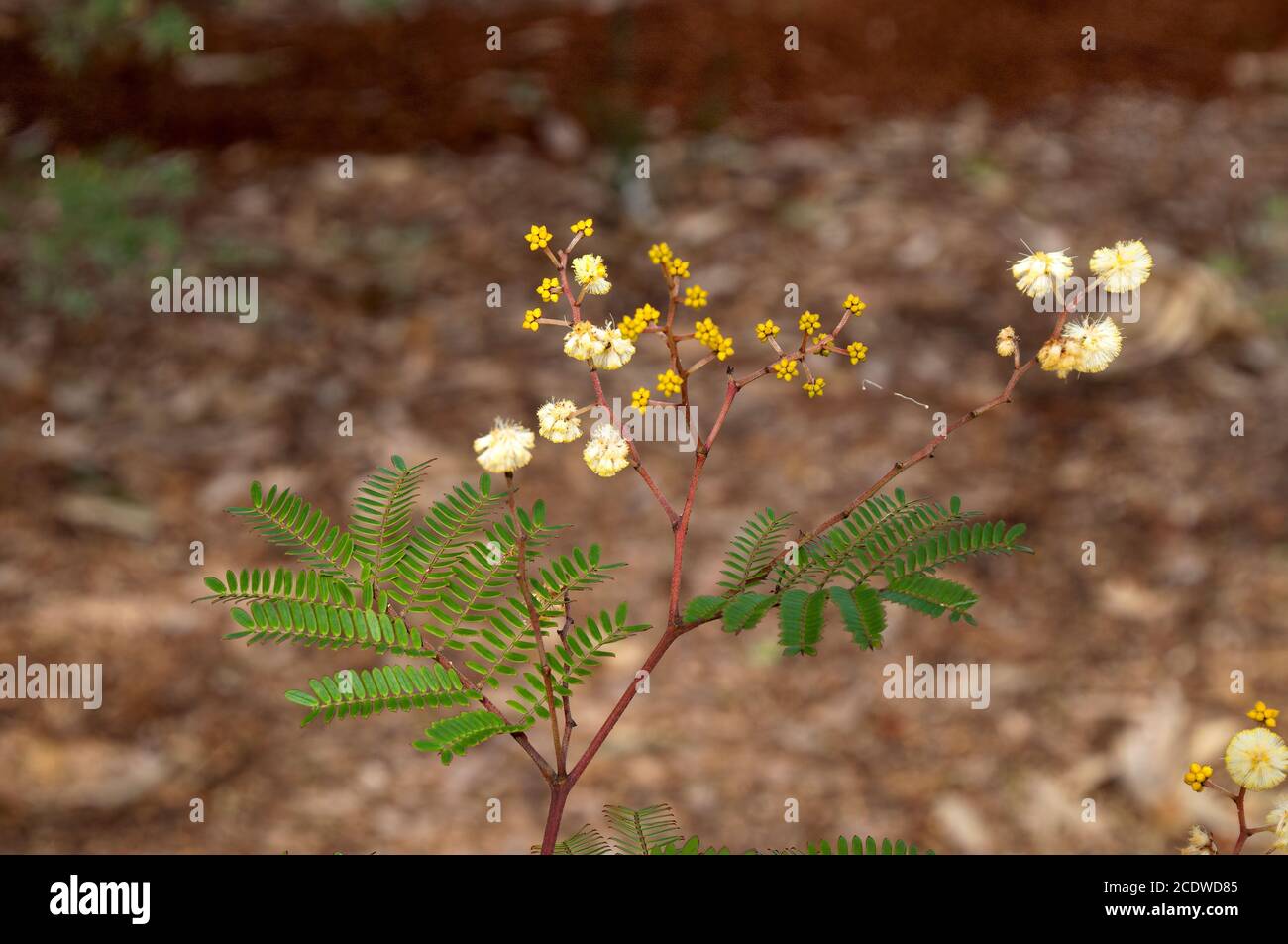 Sydney Australia, pale yellow flowers of Acacia terminalis known as ...