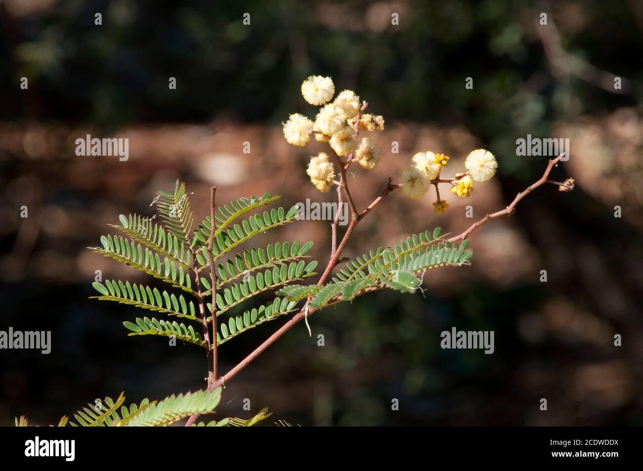 Sydney Australia, pale yellow flowers of Acacia terminalis known ...