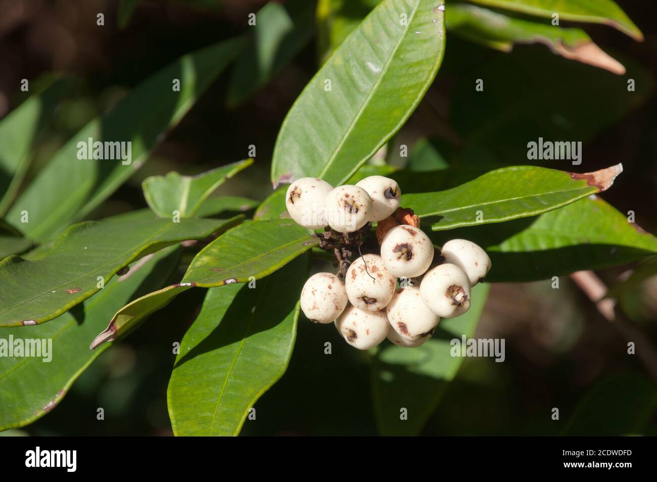 Sydney Australia, white berries of Austromyrtus dulcis or midgen berry ...