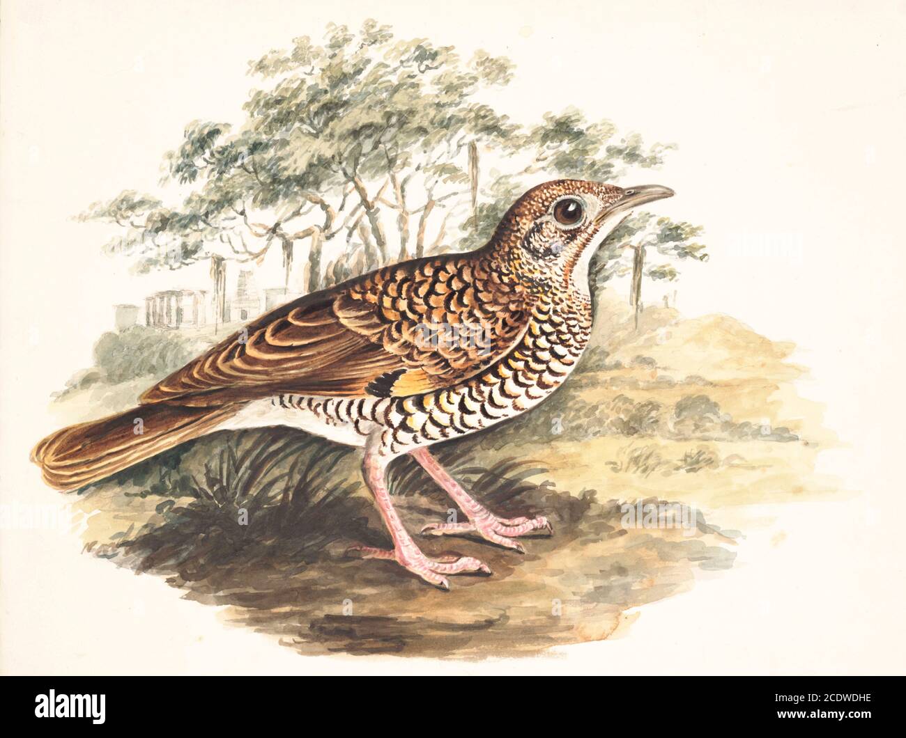 Member of the thrush family hi-res stock photography and images - Alamy