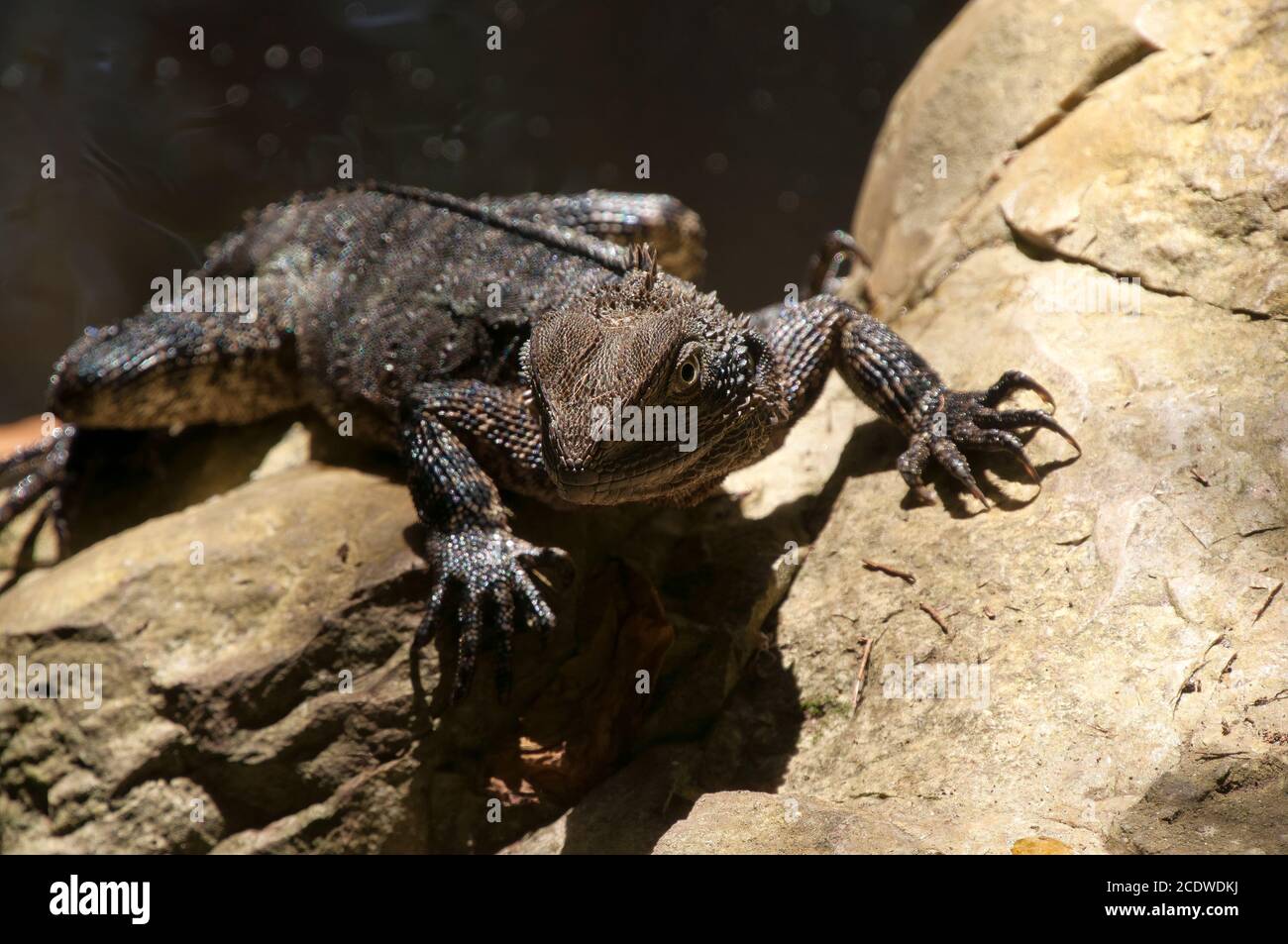 Sydney Australia, Australian water dragon climbing a rock Stock Photo ...