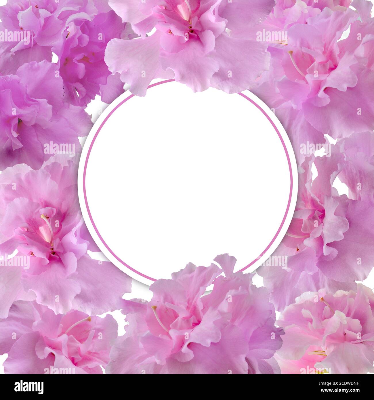 Festive floral frame template with pink gentle azalea flowers Stock ...