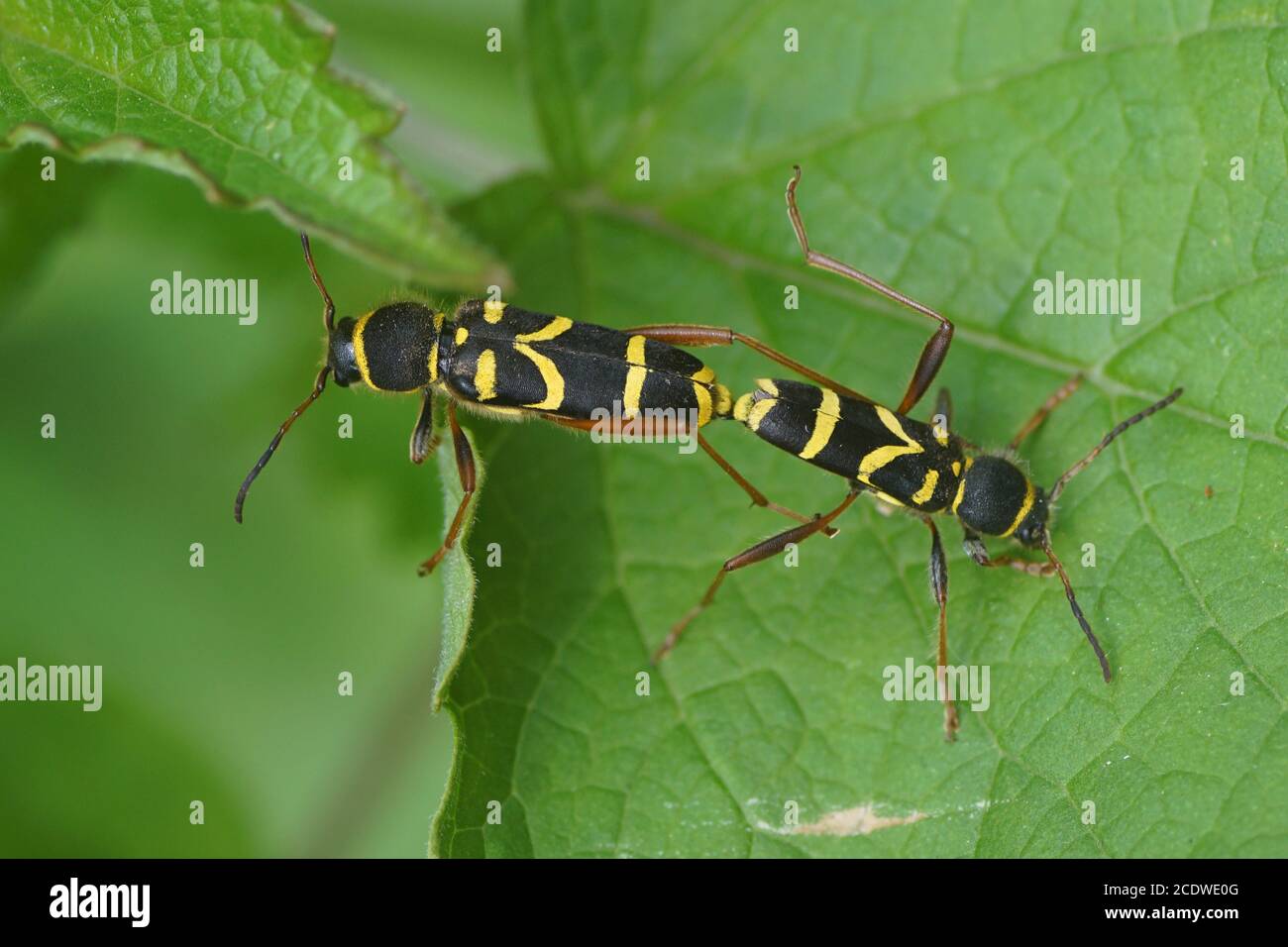 Two wasp beetles (Clytus arietis) of the family longhorn beetles ...