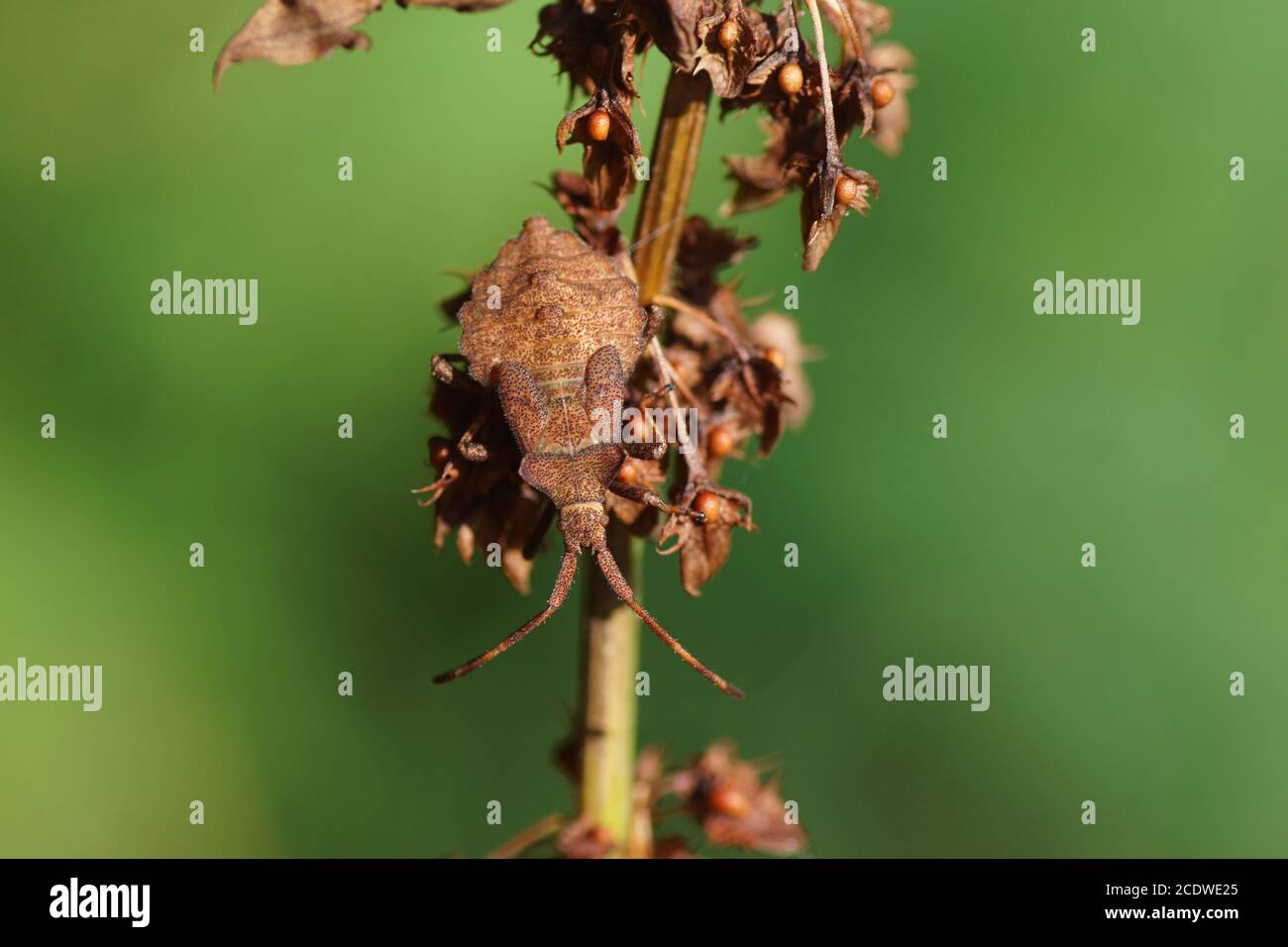 Nymph of a Dock bug (Coreus marginatus), family Coreidae on bitter dock ...