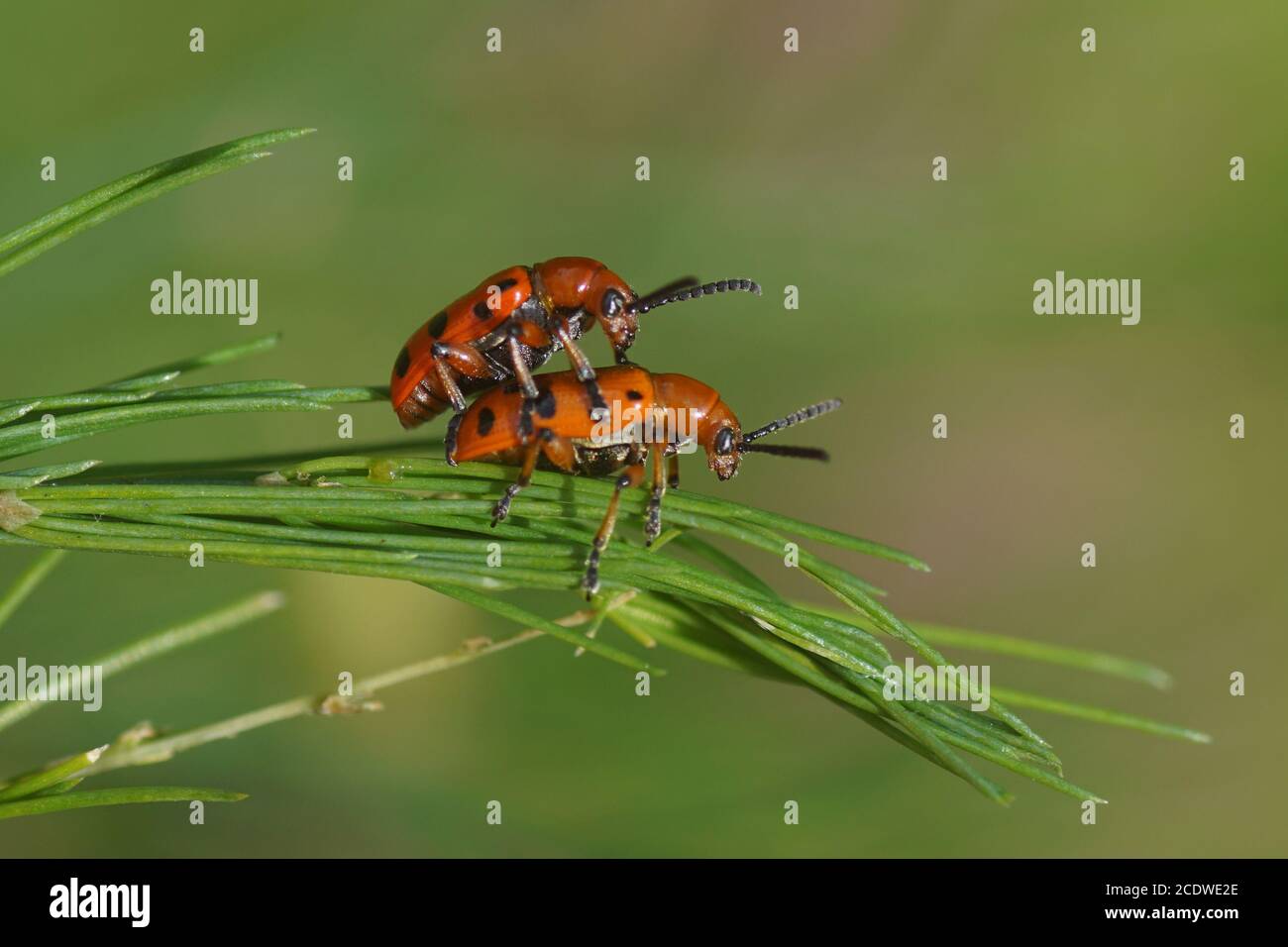 Two spotted asparagus beetles (Crioceris duodecimpunctata) on asparagus ...