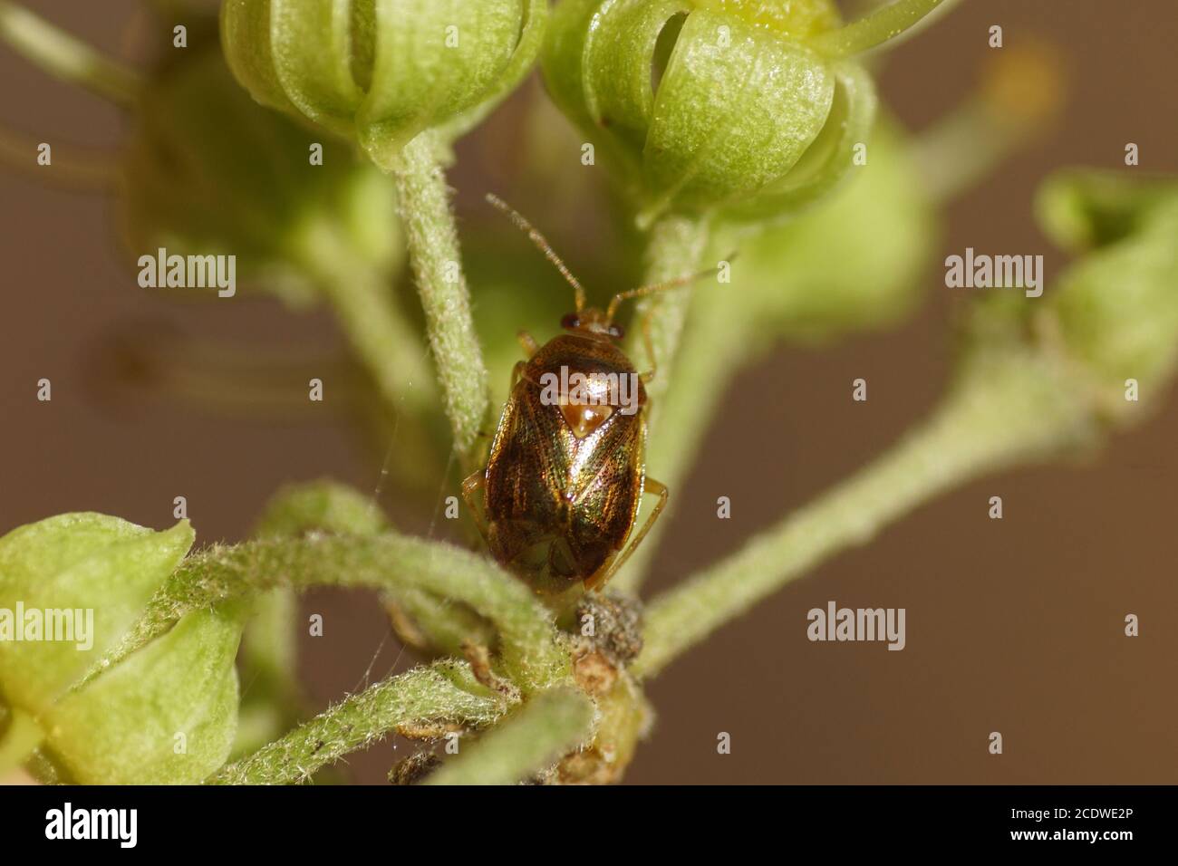 Plant bug (Deraeocoris lutescens), family Miridae on the underside of ...
