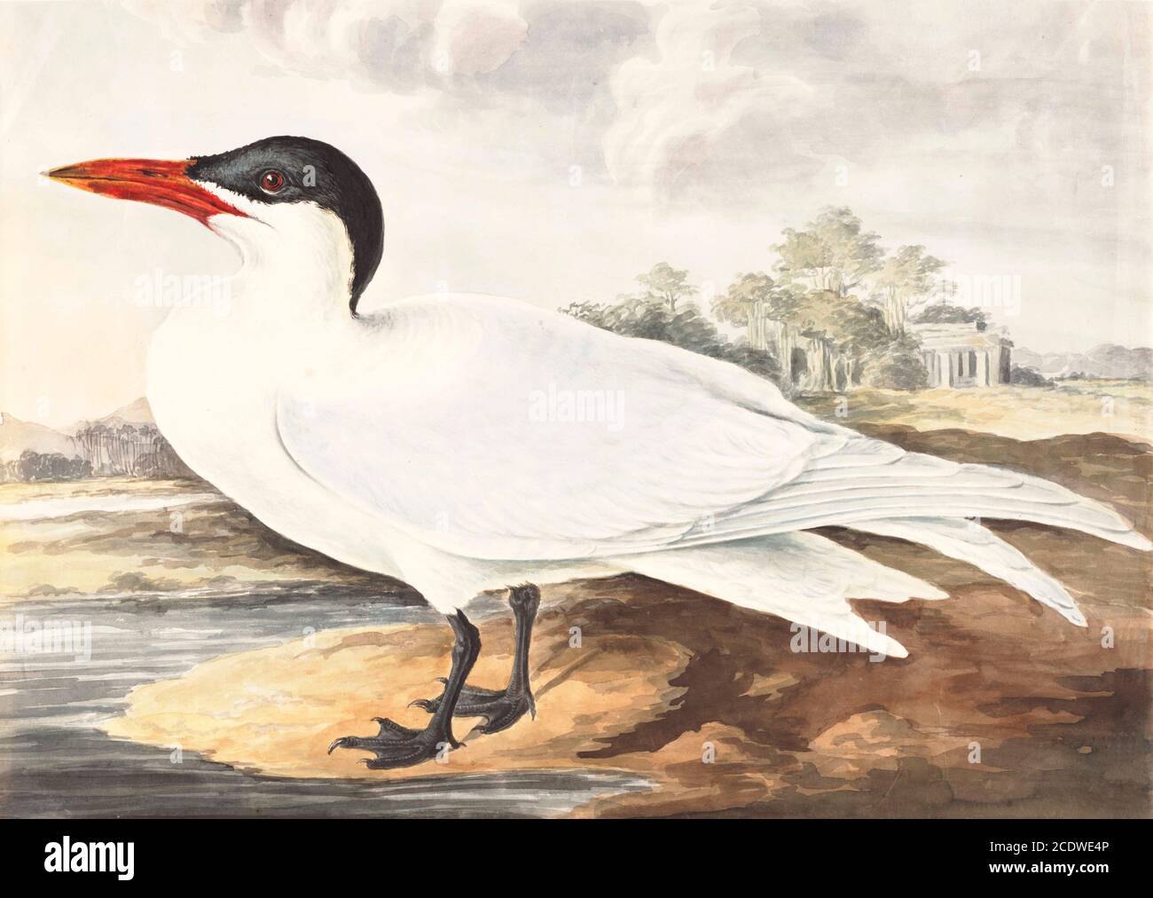 The whiskered tern (Chlidonias hybrida) is a tern in the family Laridae ...