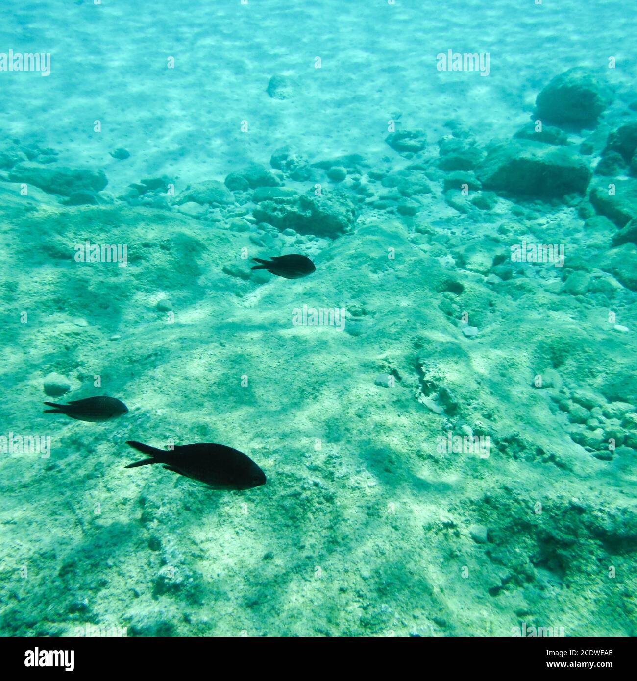 Scuba diving greece hi-res stock photography and images - Alamy