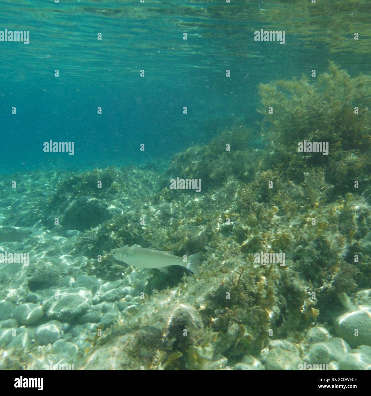 Scuba diving greece hi-res stock photography and images - Alamy