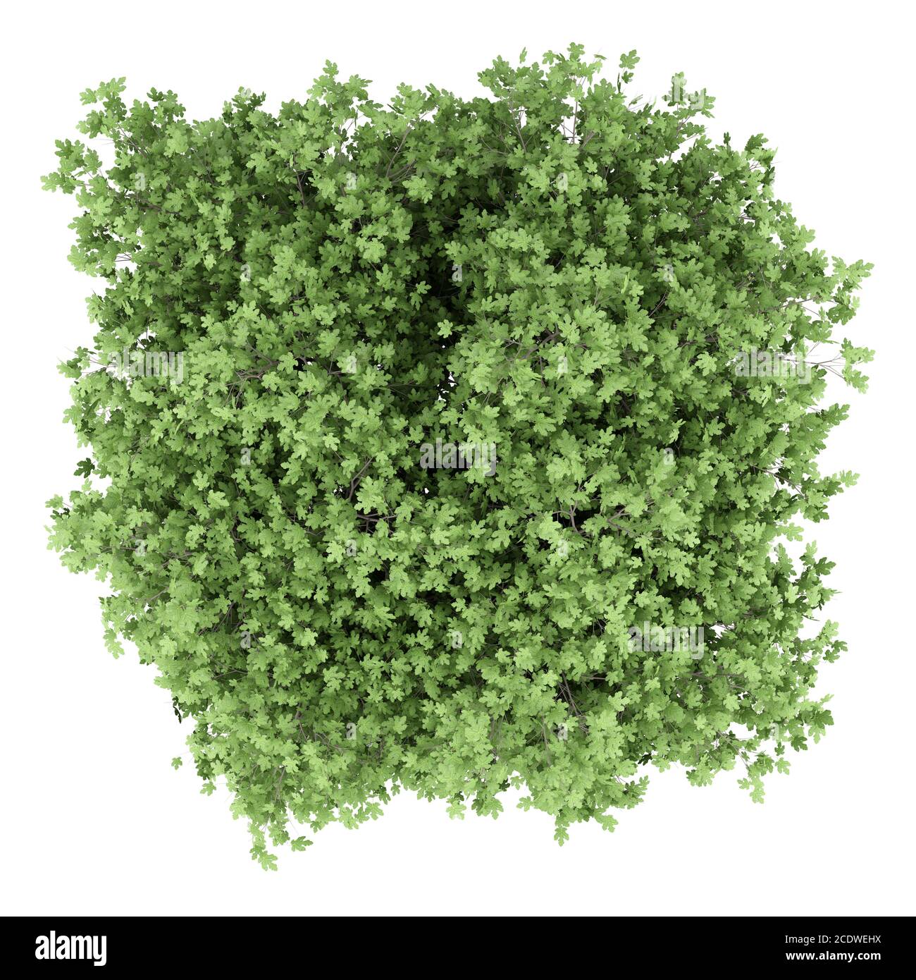 Fig tree background hi-res stock photography and images - Alamy