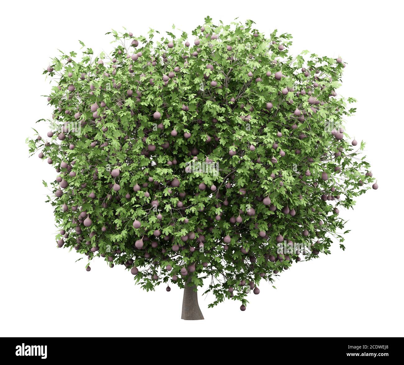 common fig tree with figs isolated on white background Stock Photo - Alamy