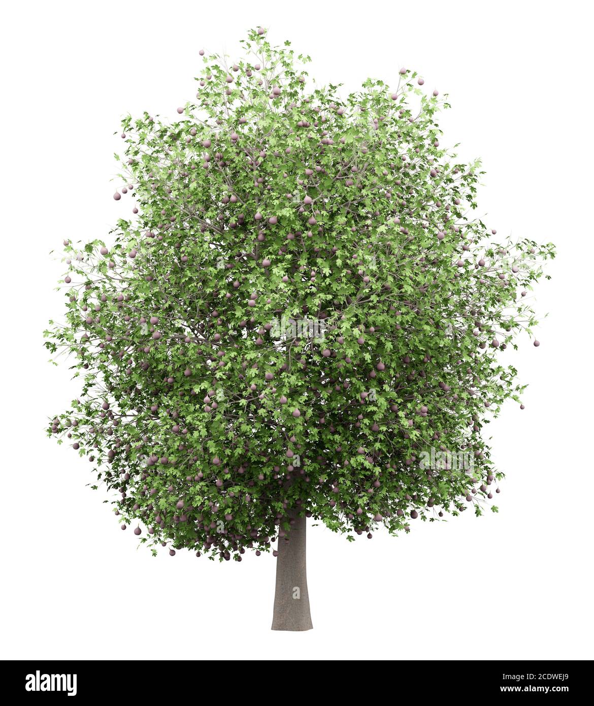common fig tree with figs isolated on white background Stock Photo - Alamy