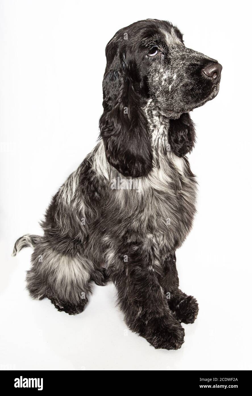 English cocker spaniel sitting down Stock Photo - Alamy