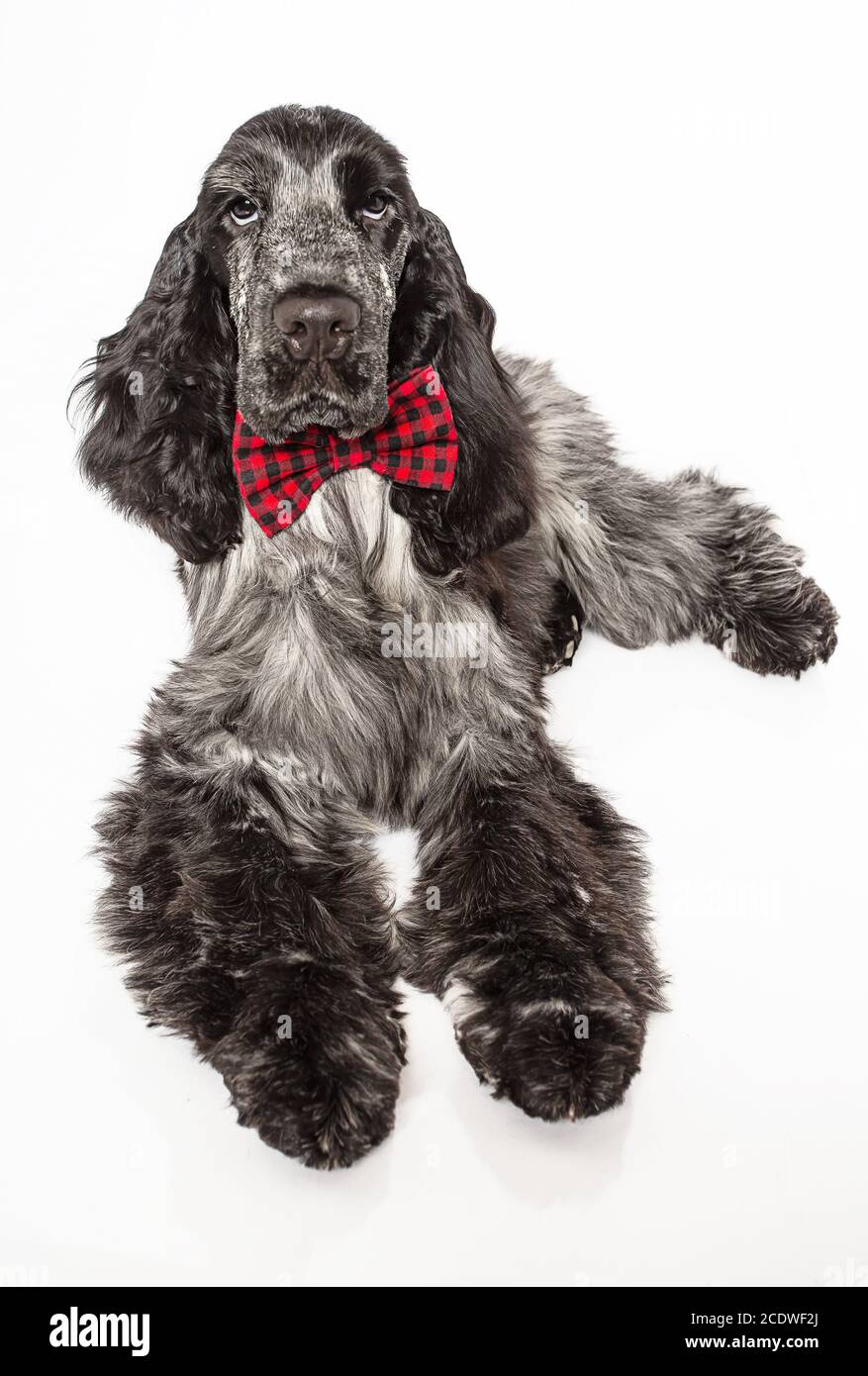Posh dogs hi-res stock photography and images - Alamy
