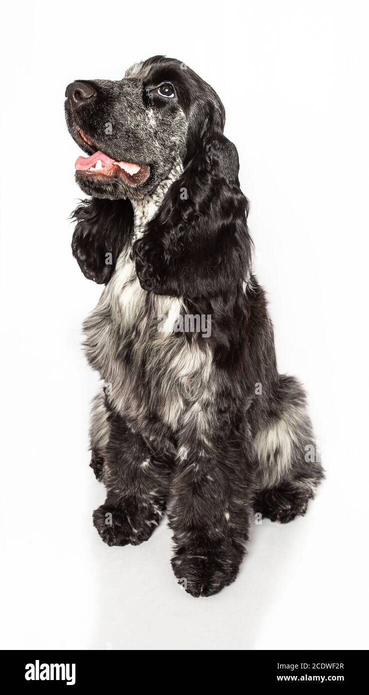 Happy cocker spaniel Stock Photo - Alamy
