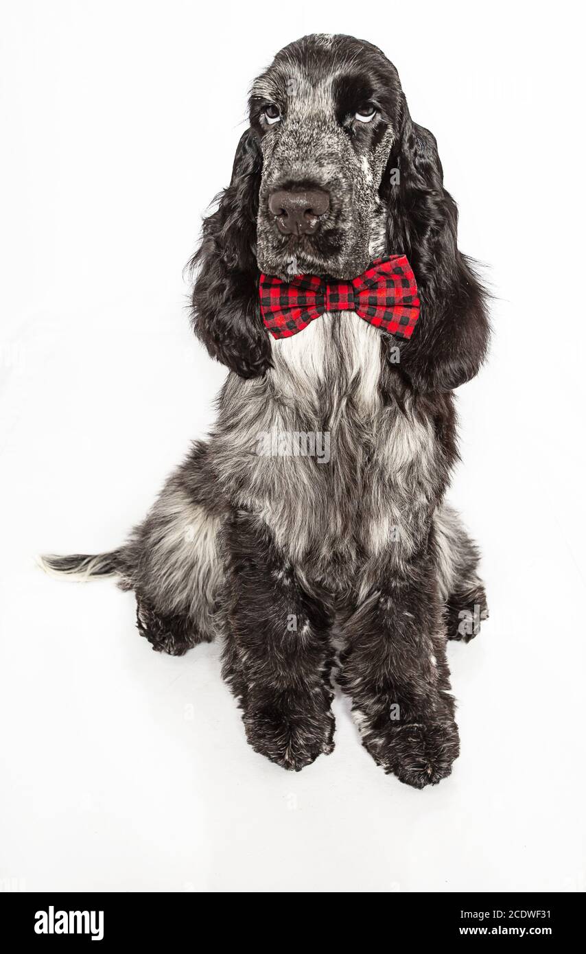 Perro spaniel hi-res stock photography and images - Alamy