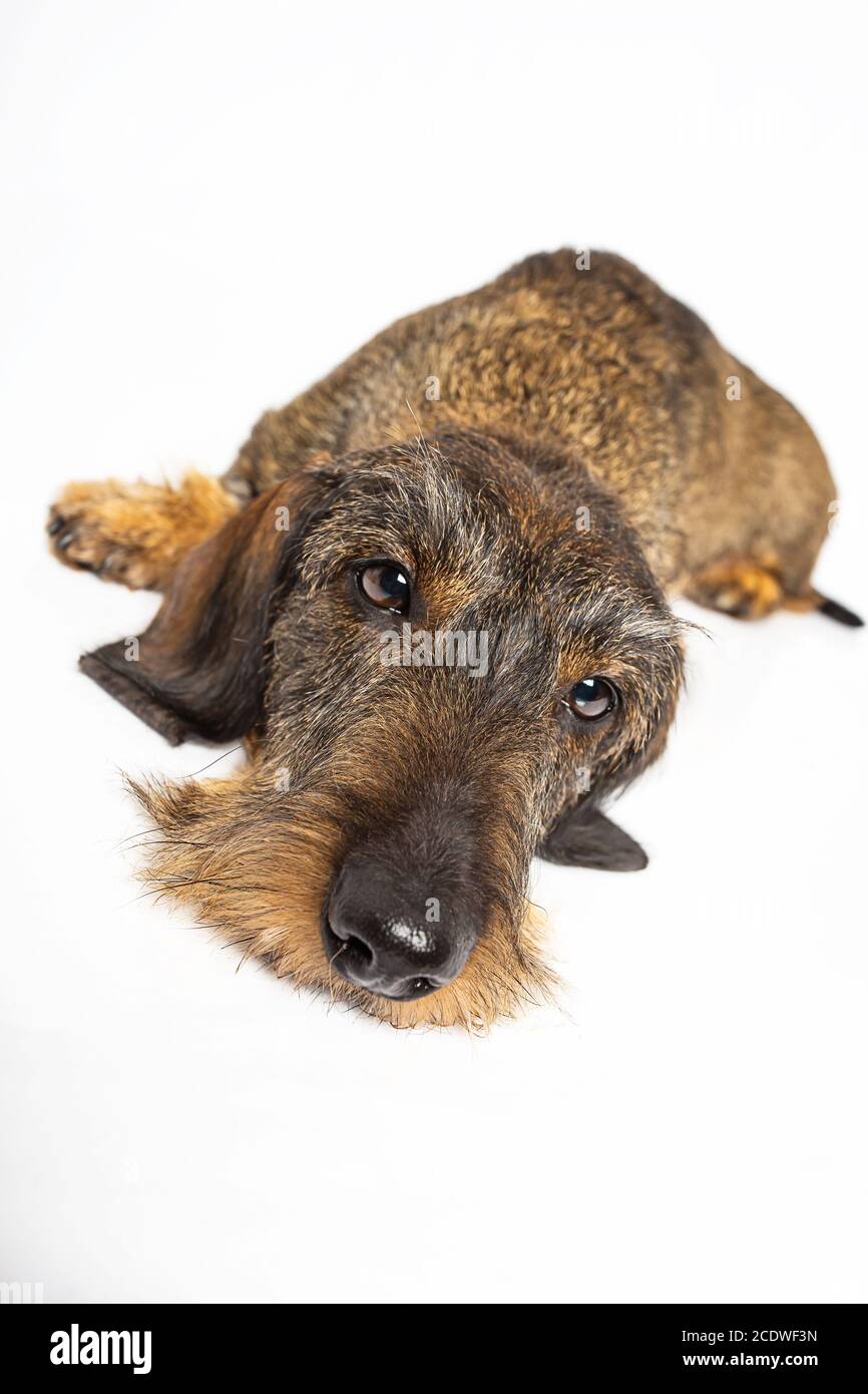 Tired badger hi-res stock photography and images - Alamy