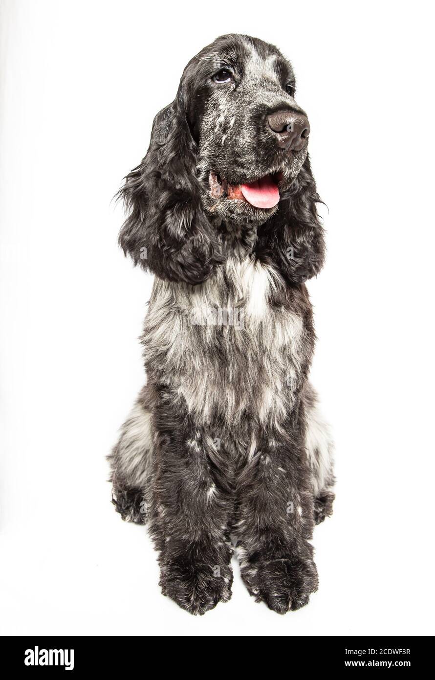 Happy spaniels hi-res stock photography and images - Alamy