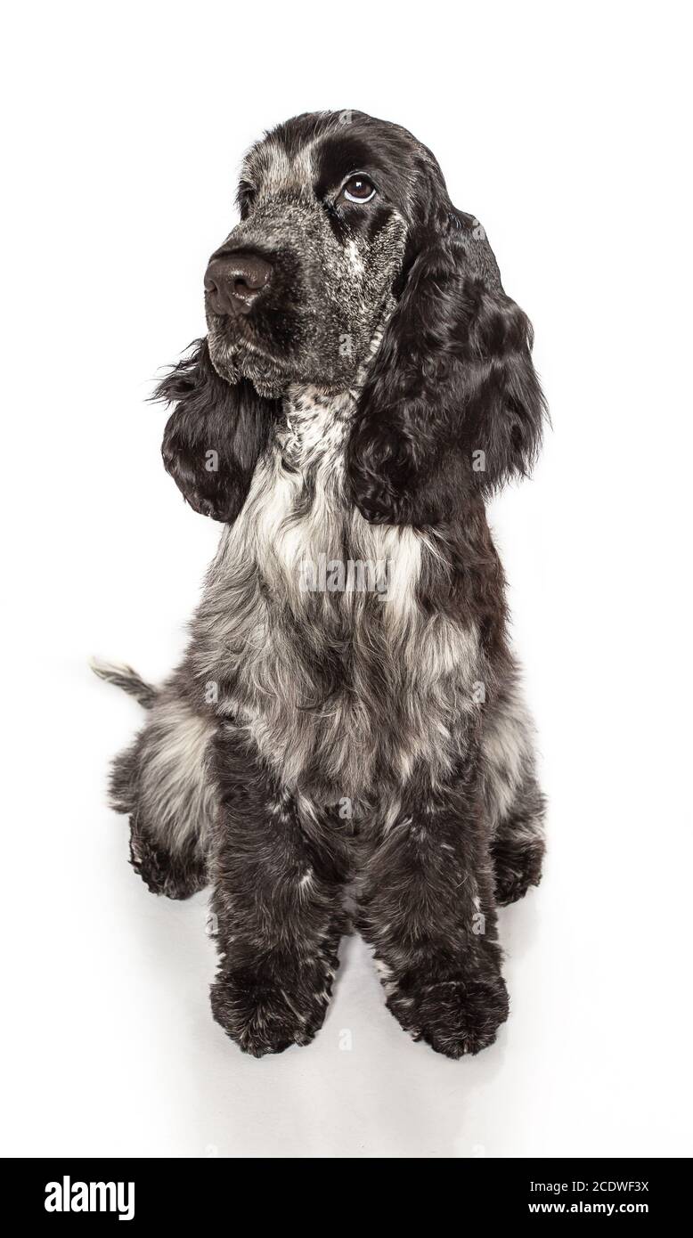Perro cocker spaniel hi-res stock photography and images - Alamy