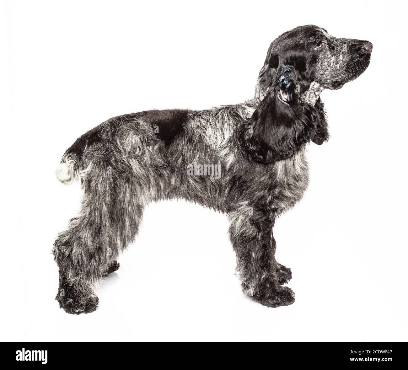 English cocker spaniel Stock Photo - Alamy