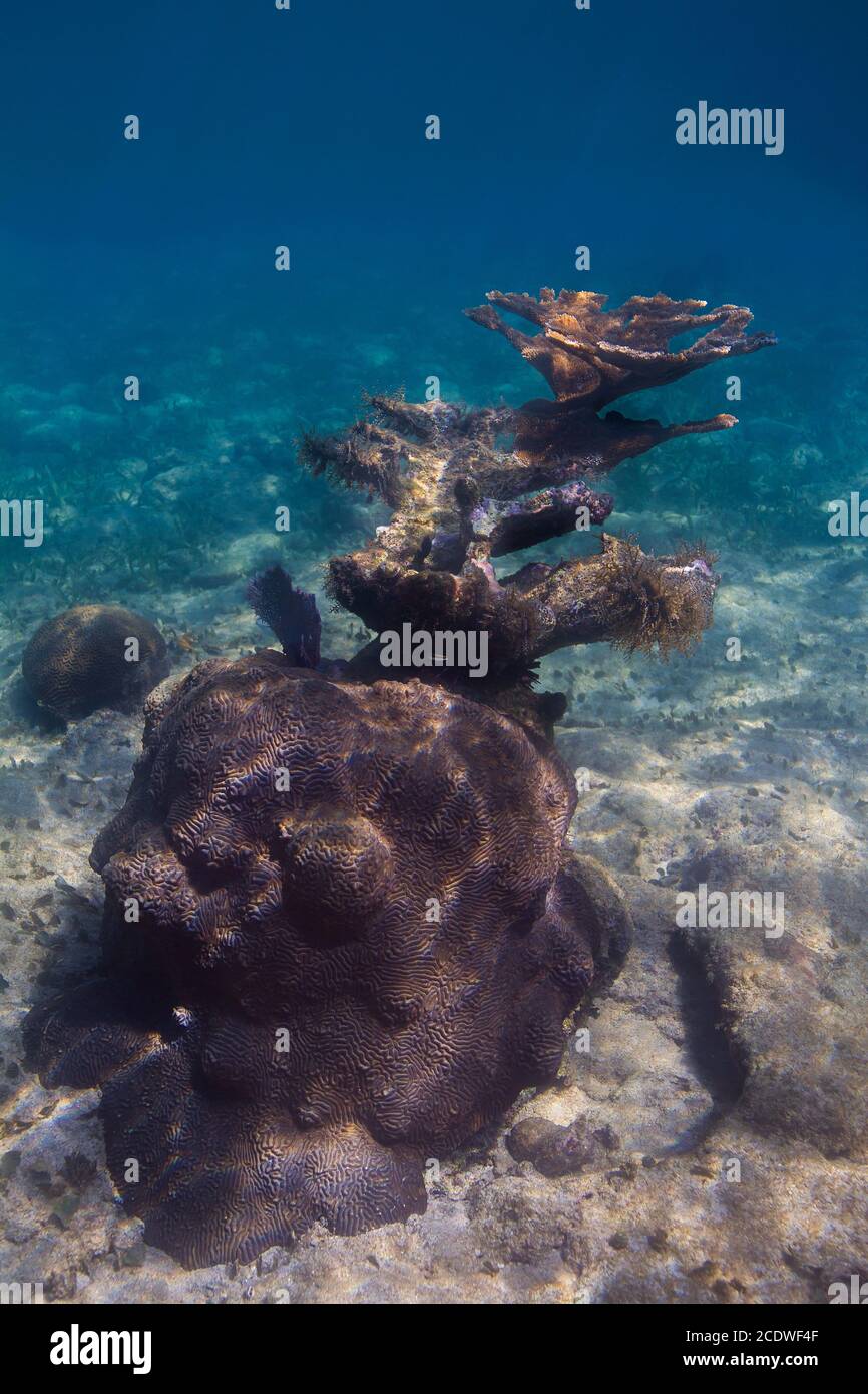 Coral outcrop hi-res stock photography and images - Alamy