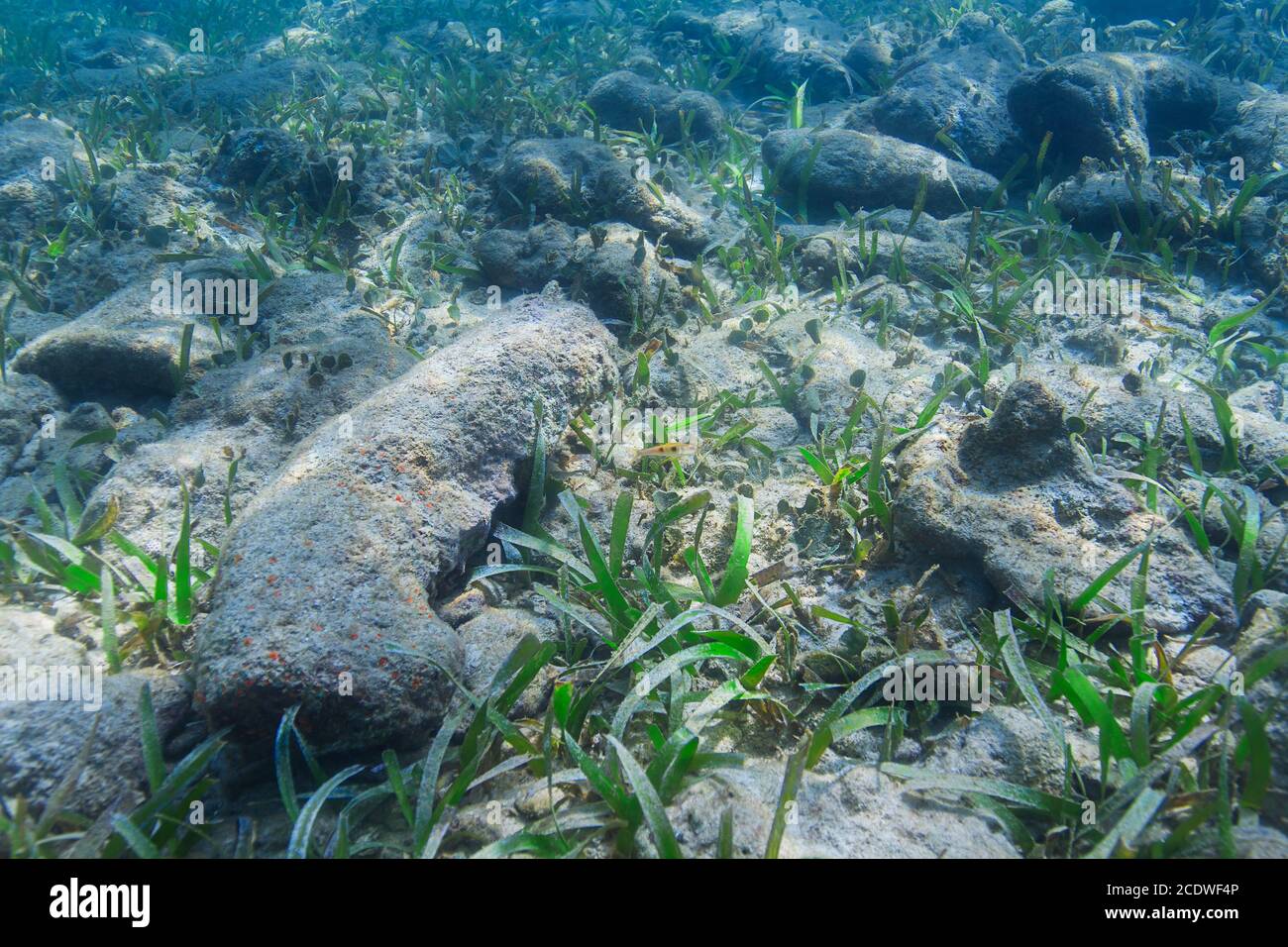 Deep underwater grass ocean hi-res stock photography and images - Alamy