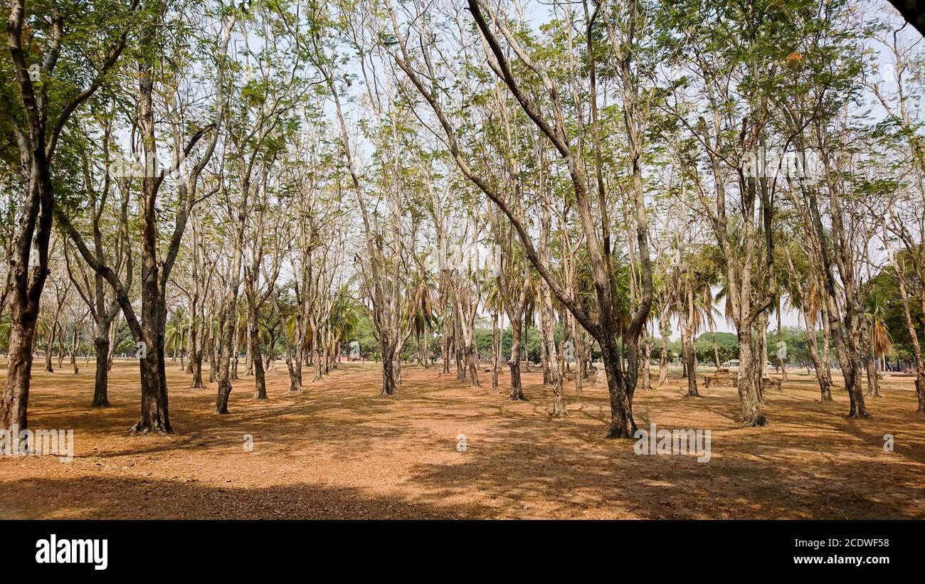 The beauty environment of sun light and tree Stock Photo - Alamy
