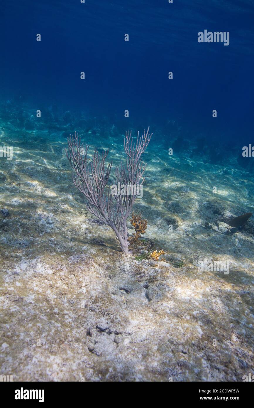 Hard coral garden with diver hi-res stock photography and images - Alamy