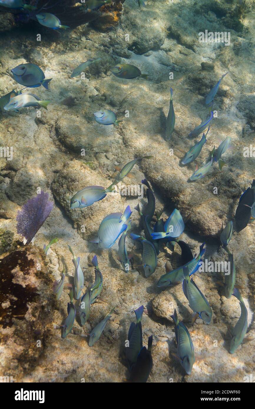 School of fish caribbean hi-res stock photography and images - Alamy