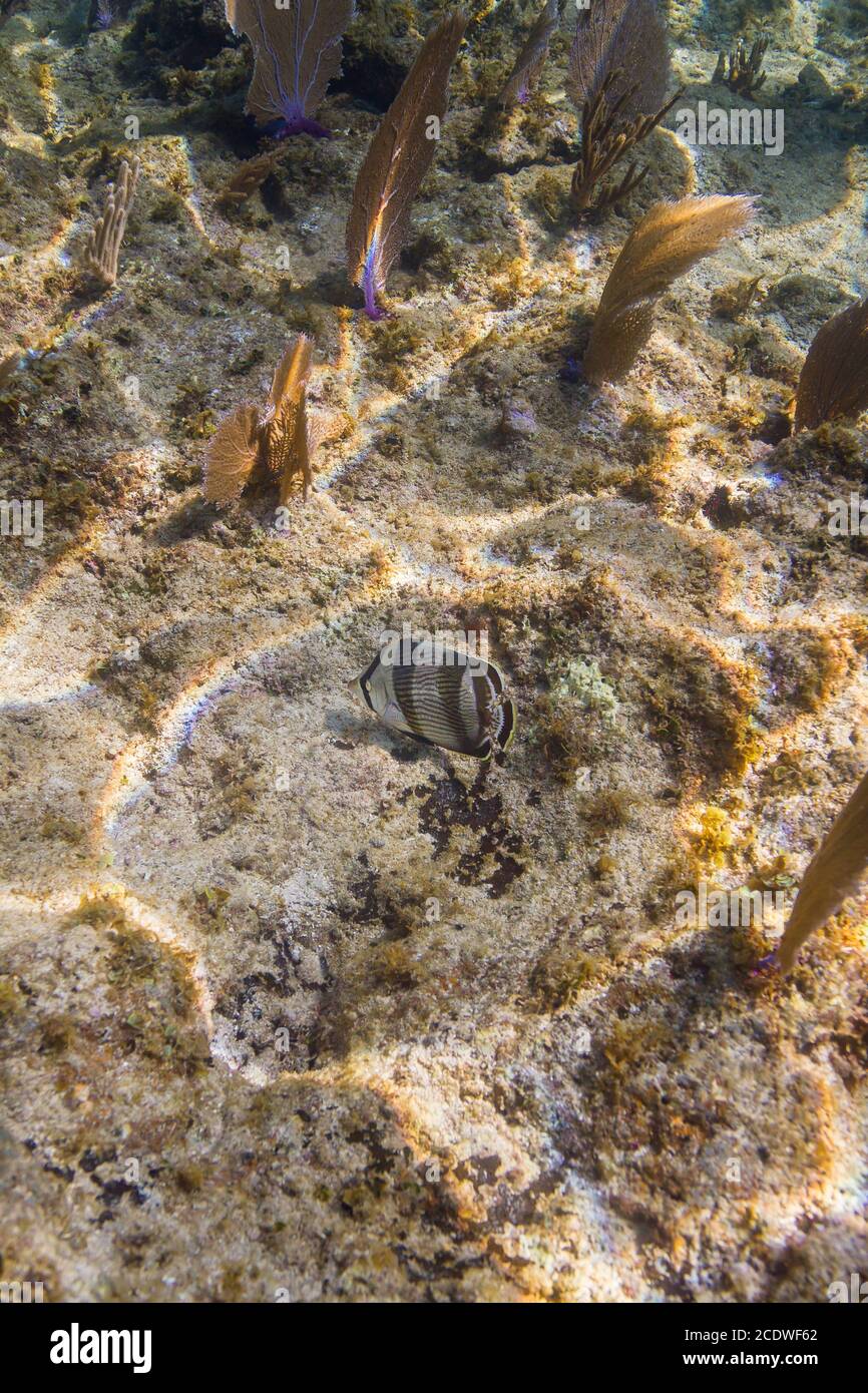 Striatus underwater hi-res stock photography and images - Alamy