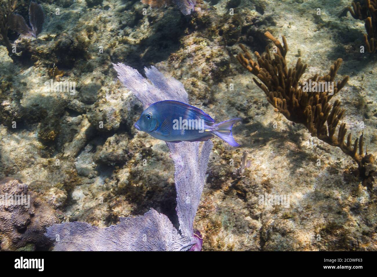 Atlantic blue tang surgeon hi-res stock photography and images - Alamy