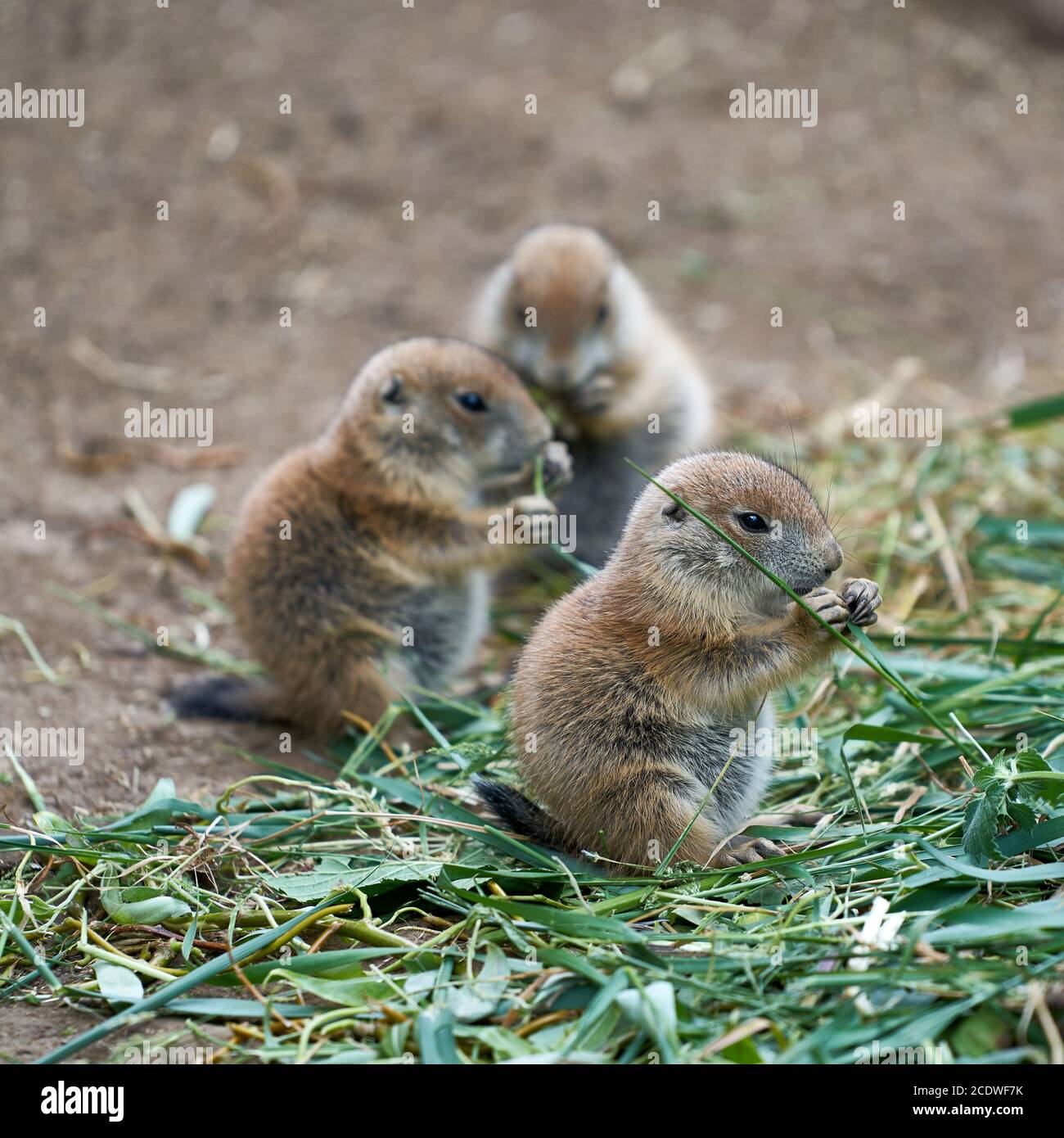 young prairie dogs during feeding Stock Photo - Alamy